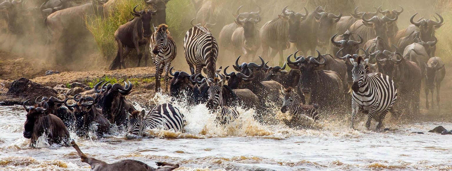 Why do wildebeest migrate? - The Great Wildebeest Migration