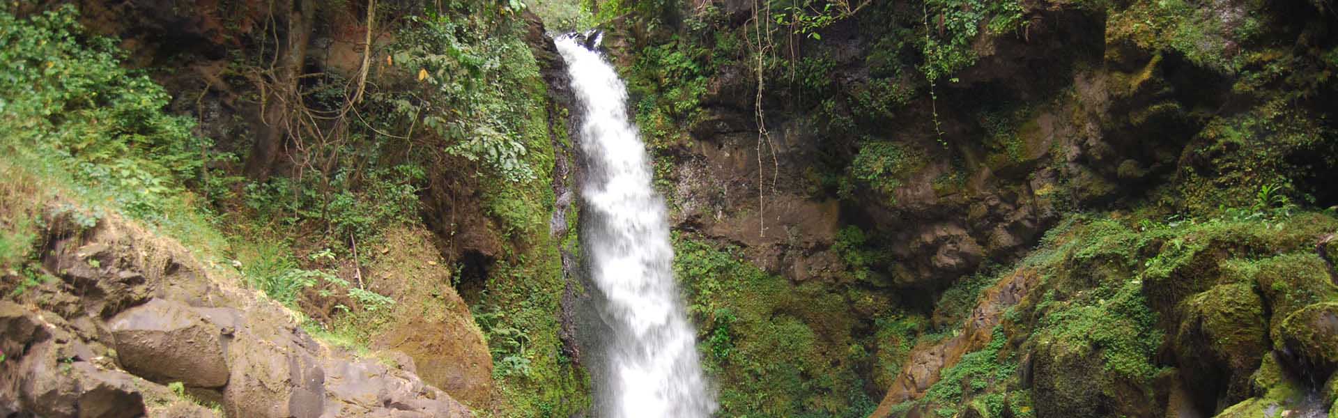 The Great Wildebeest Migration